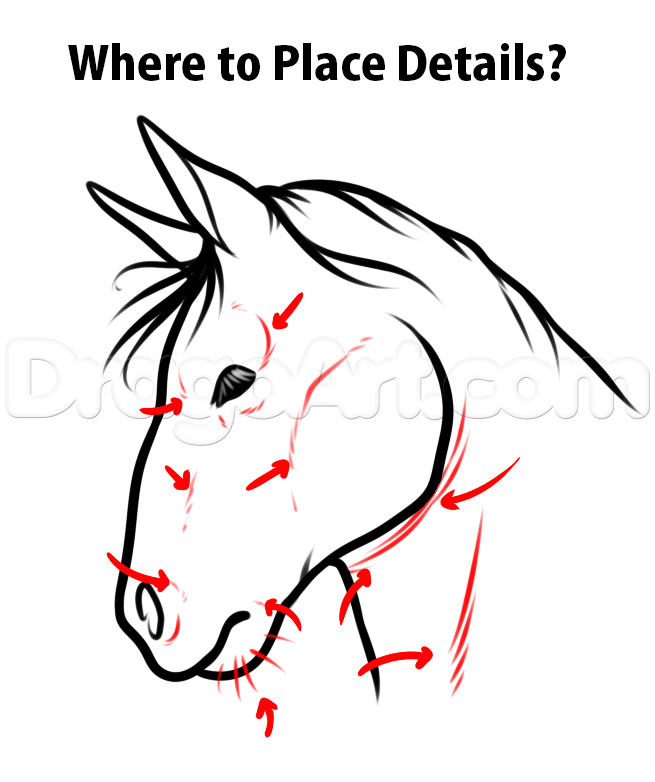 Step 5, Draw The Muzzle - Toons Mag