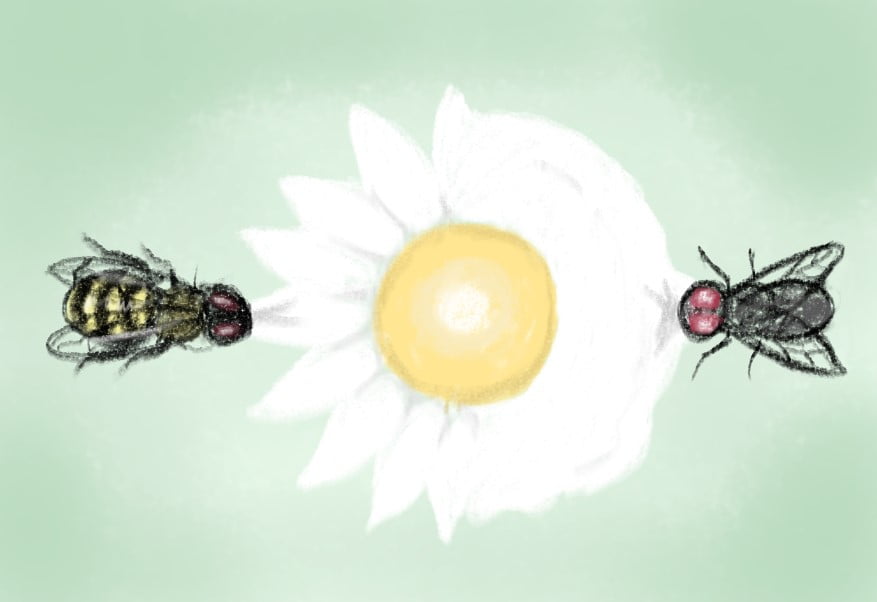 Blind lead Themes - Toons Mag